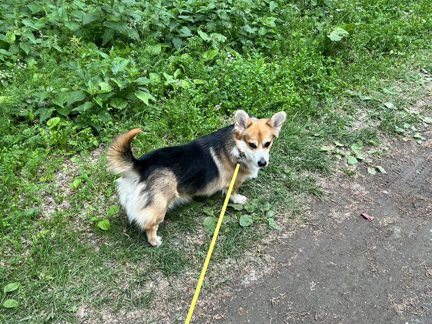 Собака вельш корги