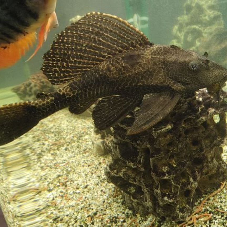 Сомик птерогоплихт