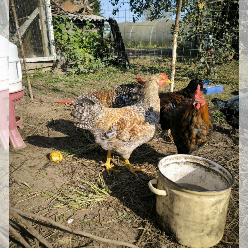 Молодые петушки