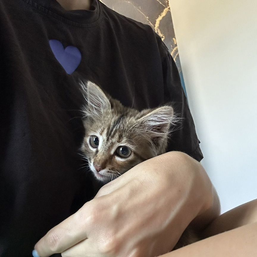 Котенок, Спасена из бетонных плит