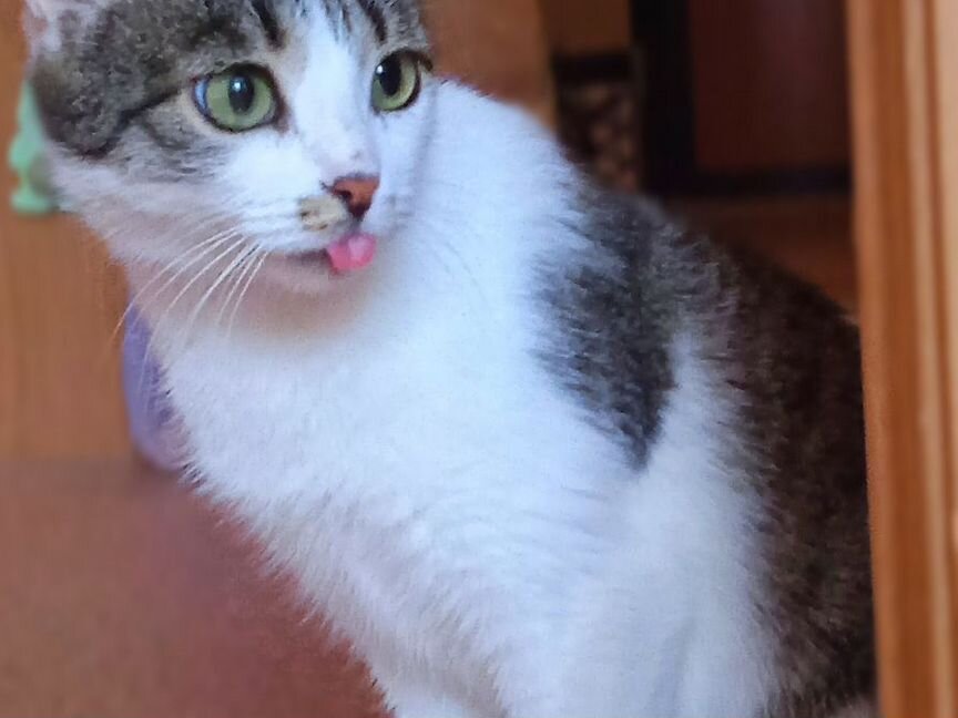 Кошечка которая станет лучшим другом