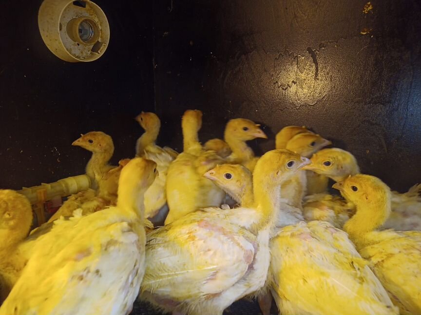 Индюшата биг6 конвертер