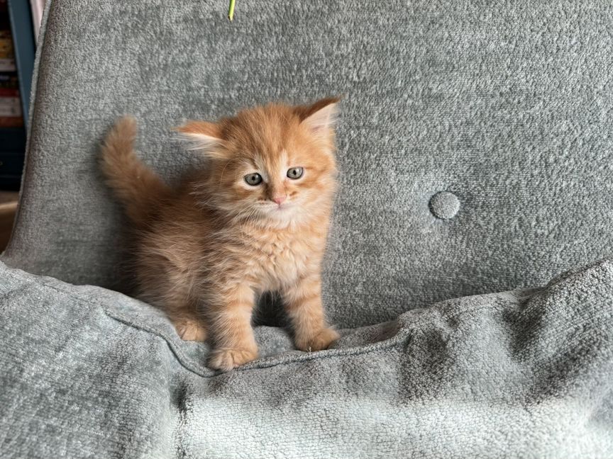 Котята (Сибирская мама и неизвестный папа)