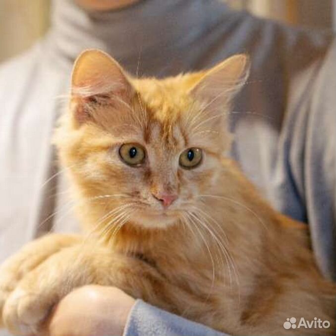 Невозможно милый юный котик Посс. Лесной приют