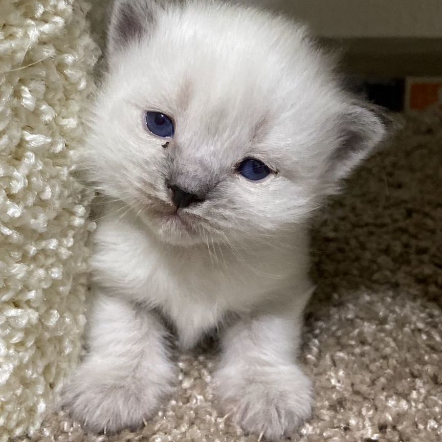 Невский маскарадный котёнок