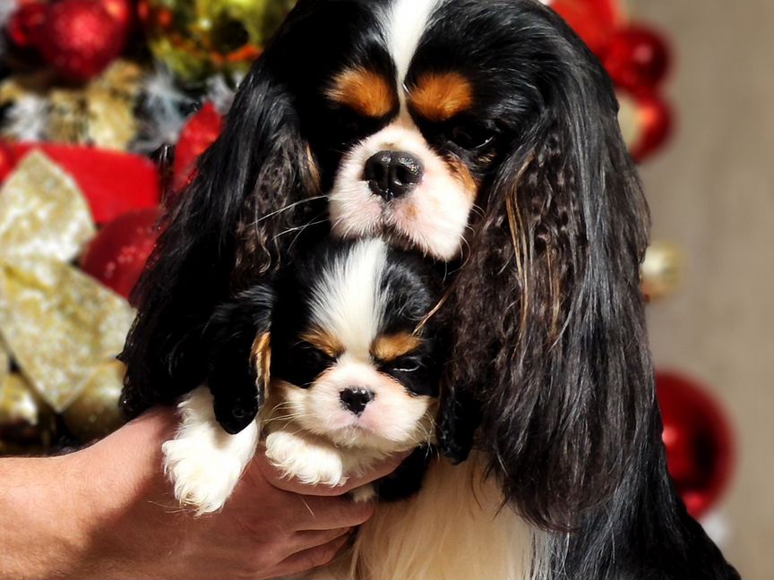 Кавалер кинг чарльз спаниель