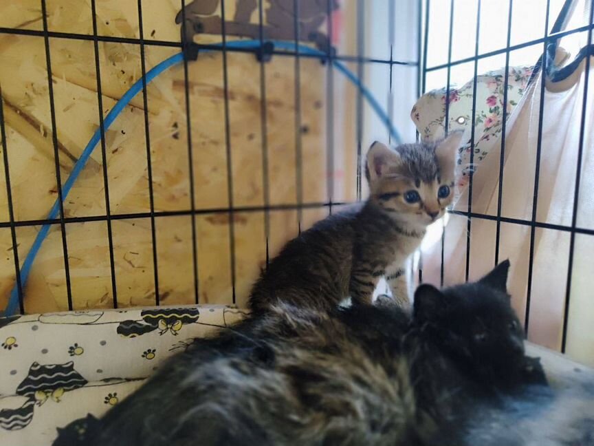 Котята в добрые руки