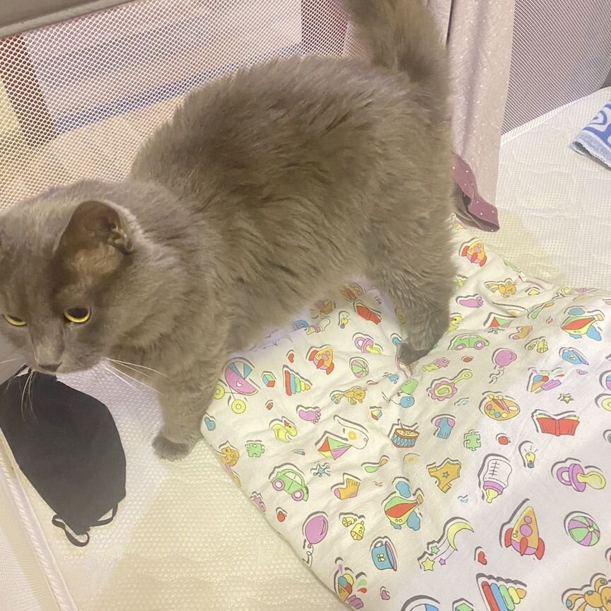 Отдам кота в добрые руки