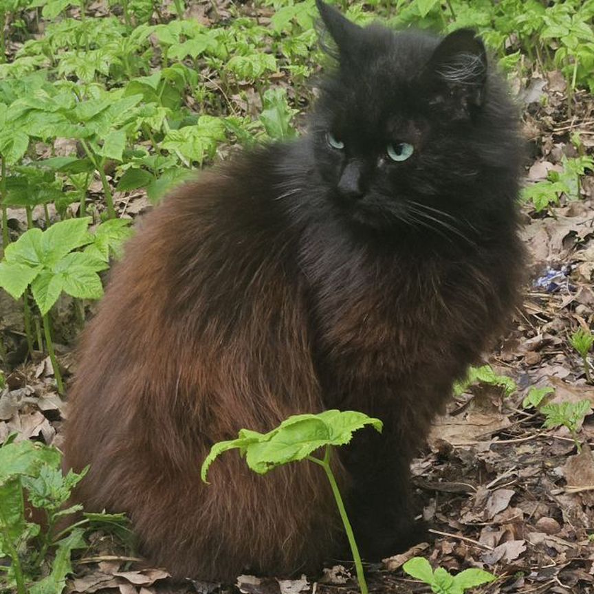 Сибирский котёнок