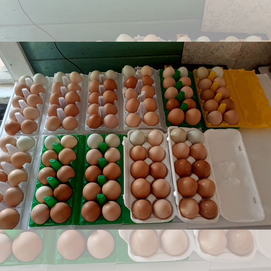 Яйцо инкубационное несушки