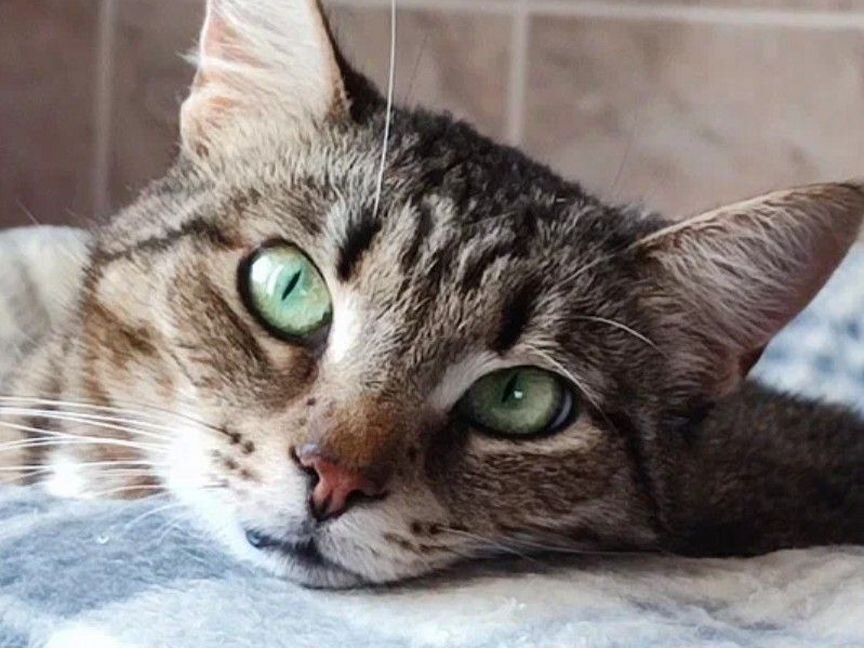 Нежная и милая котодевочка Нюся ищет семью