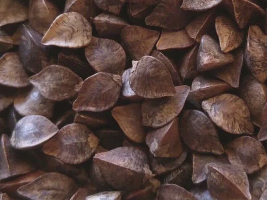 Гречиха семена сорт Светлана