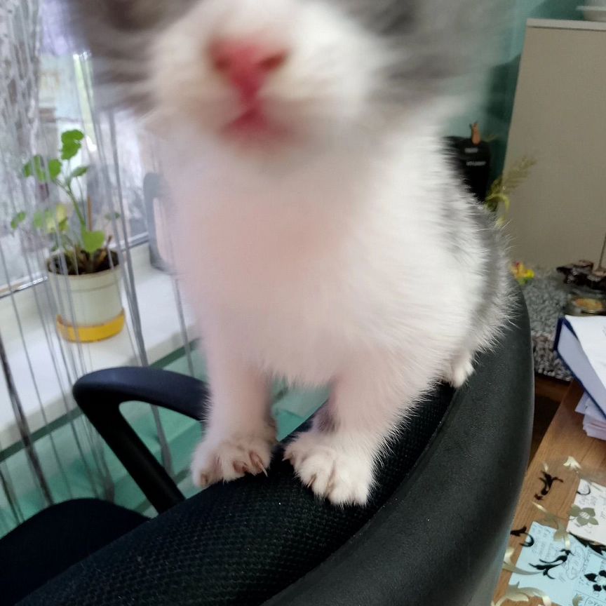 Котята в добрые руки бесплатно девочка