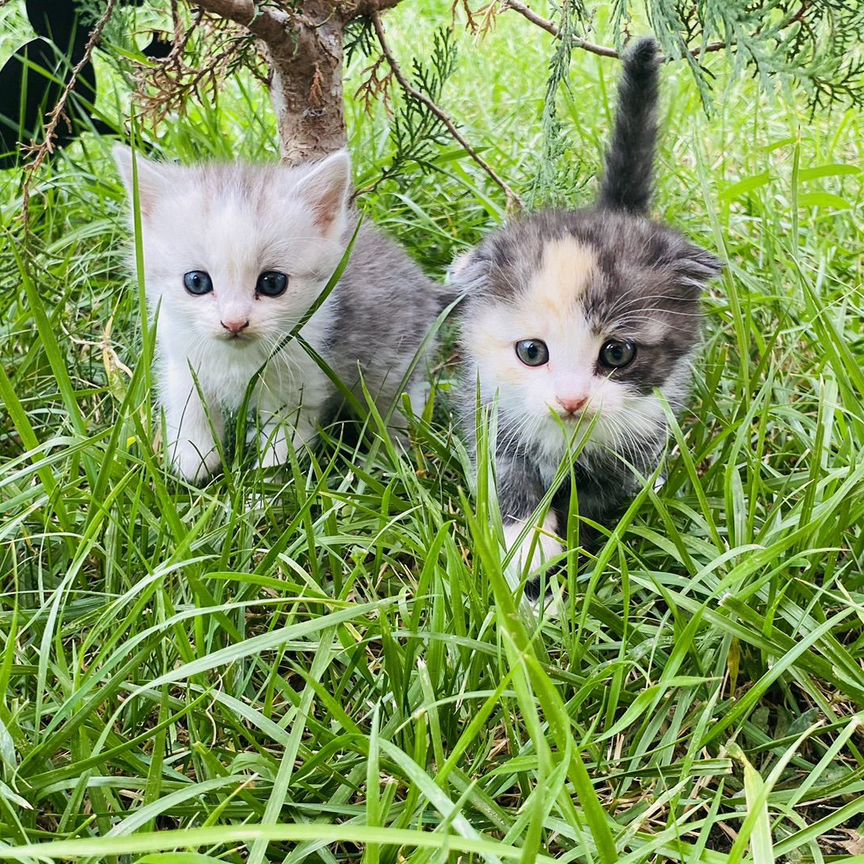 Котята в добрые руки бесплатно