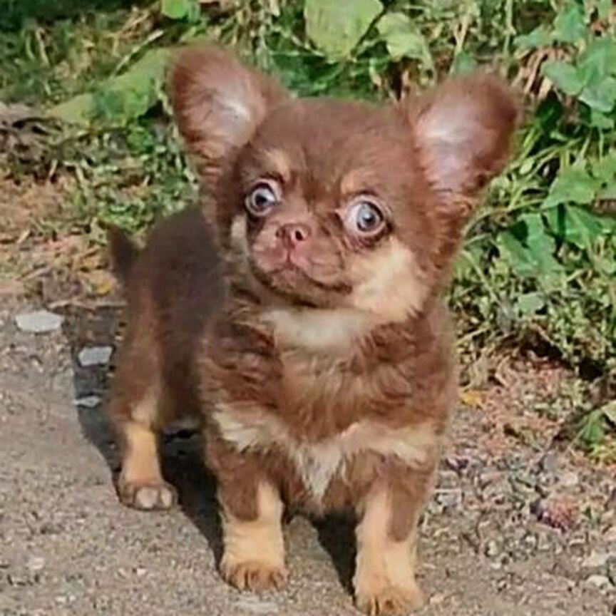 Очаровашка чихуахуа