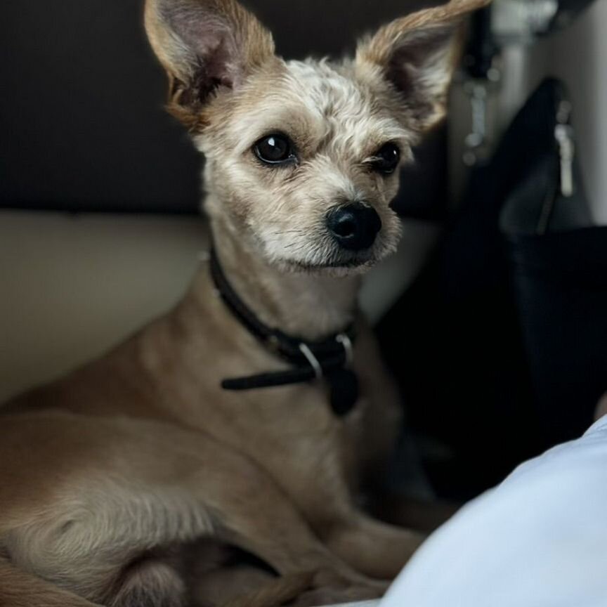 Приглашаем даму на вязку