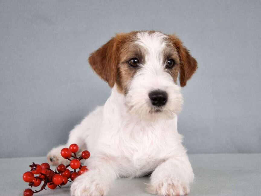 Щенки джек Рассел терьер жесткошерстный