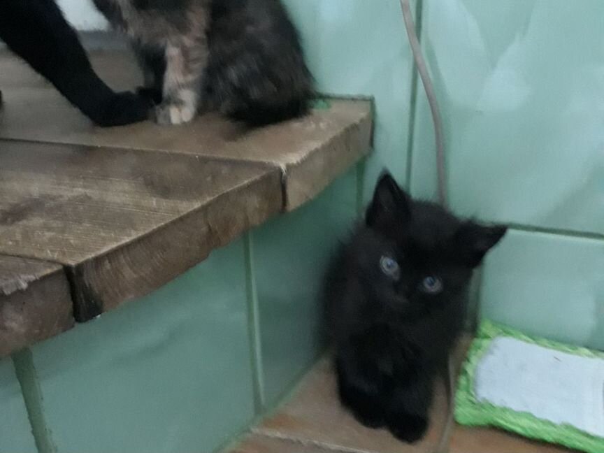 Котята в добрые руки бесплатно приученные к лотку