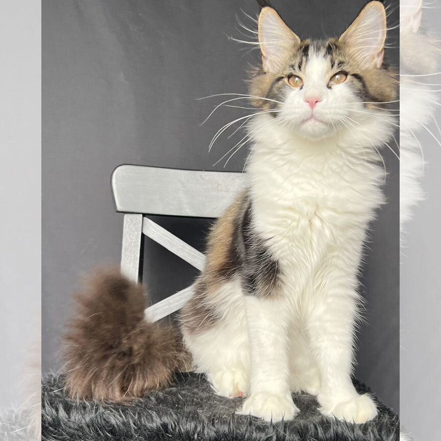 Мейн-кун котёнок