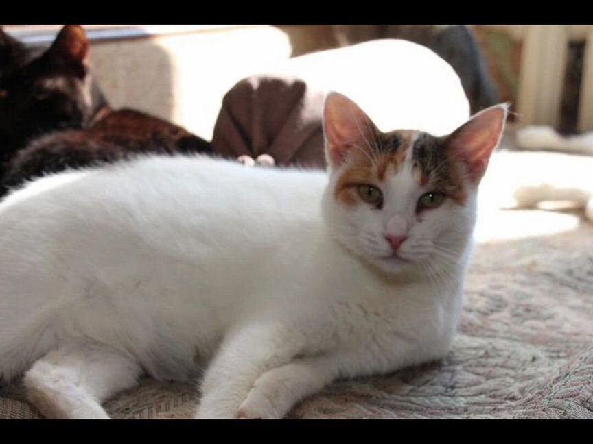 Кошка