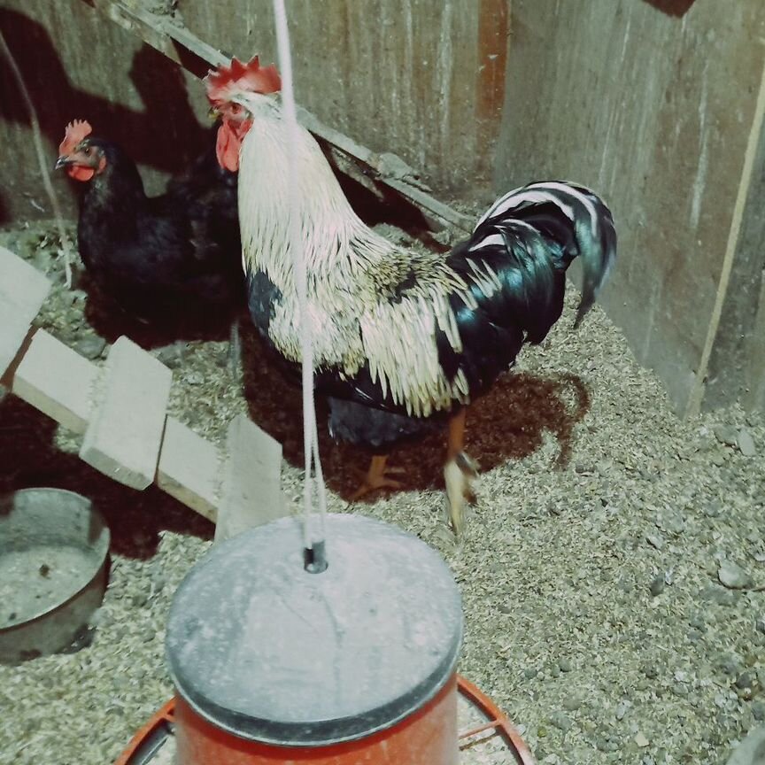 Петух и курица