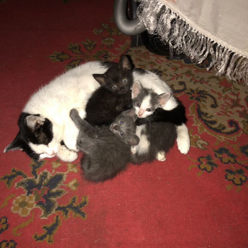 Котята от кошки-мышеловки