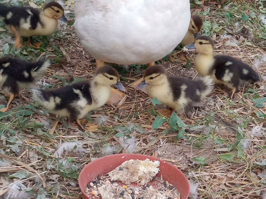 Продам индоуток