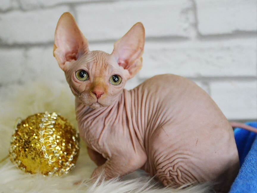 Канадский сфинкс. Nakano