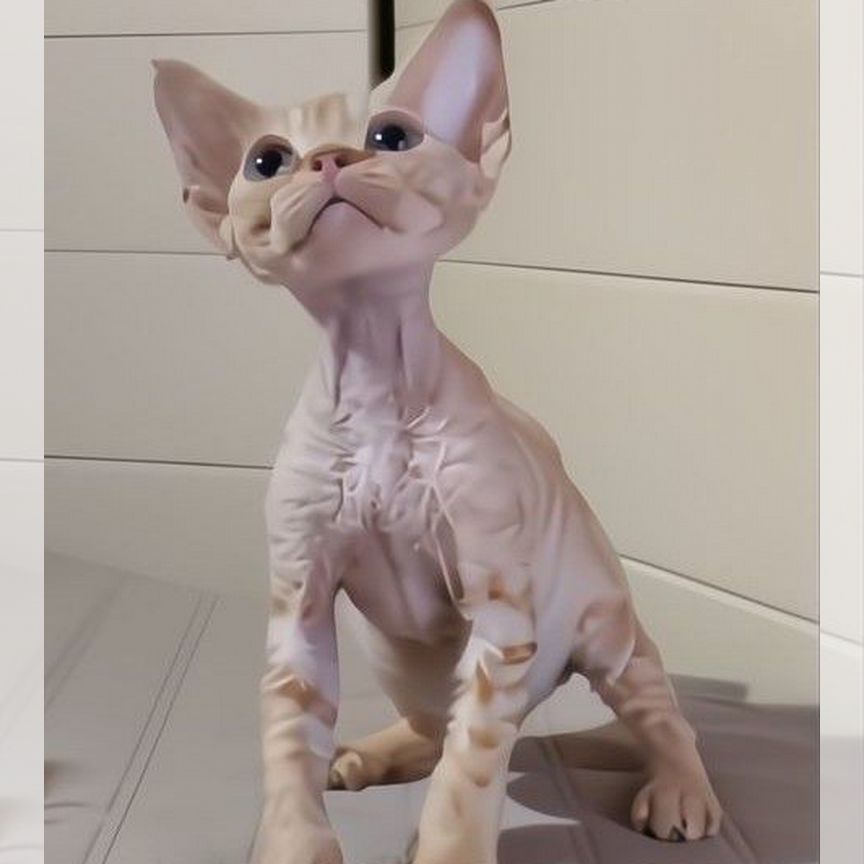 Девон-рекс котёнок