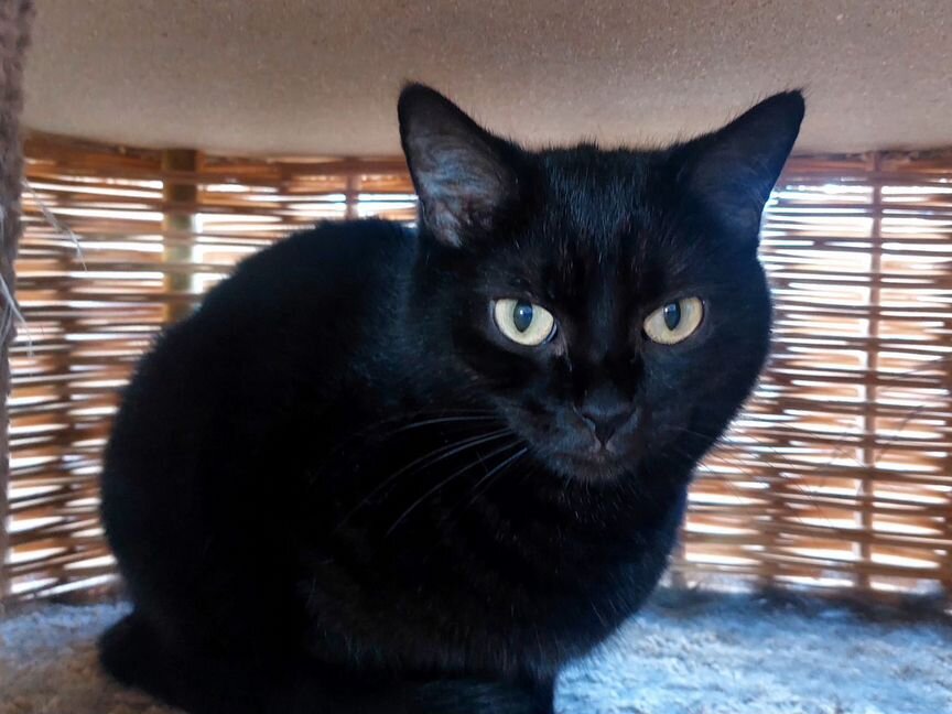 Черный котик Алекс в дар