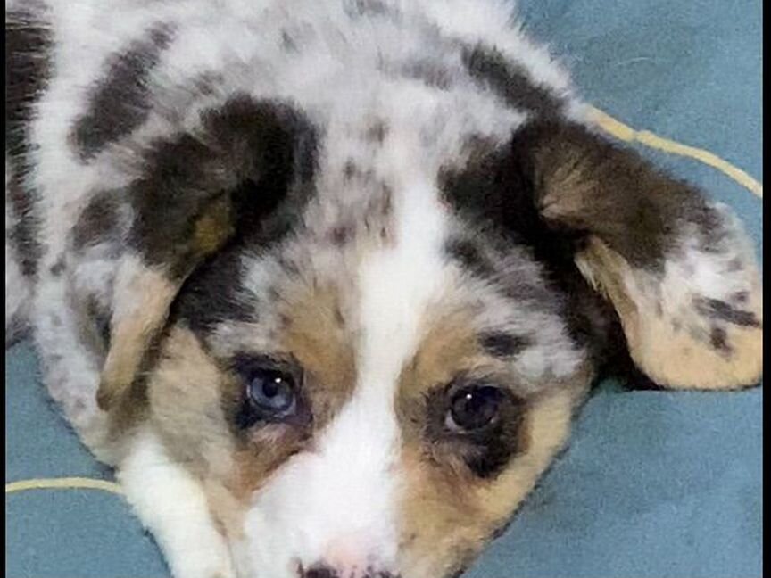 Вельш корги кардиган 1,5 месяца