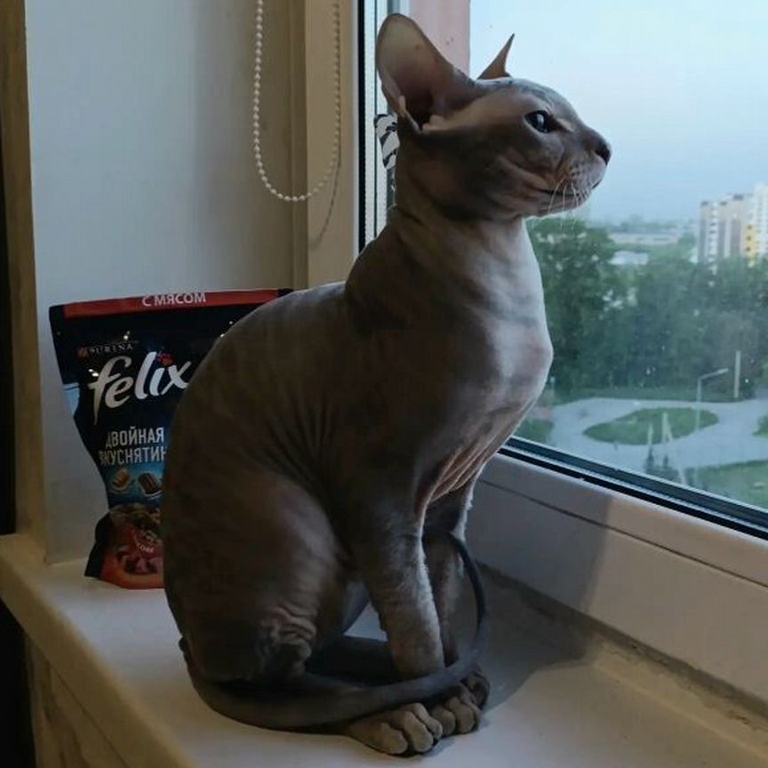 Канадский сфинкс, взрослый кот