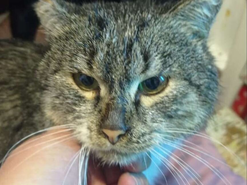 У Котка умерла хозяйка