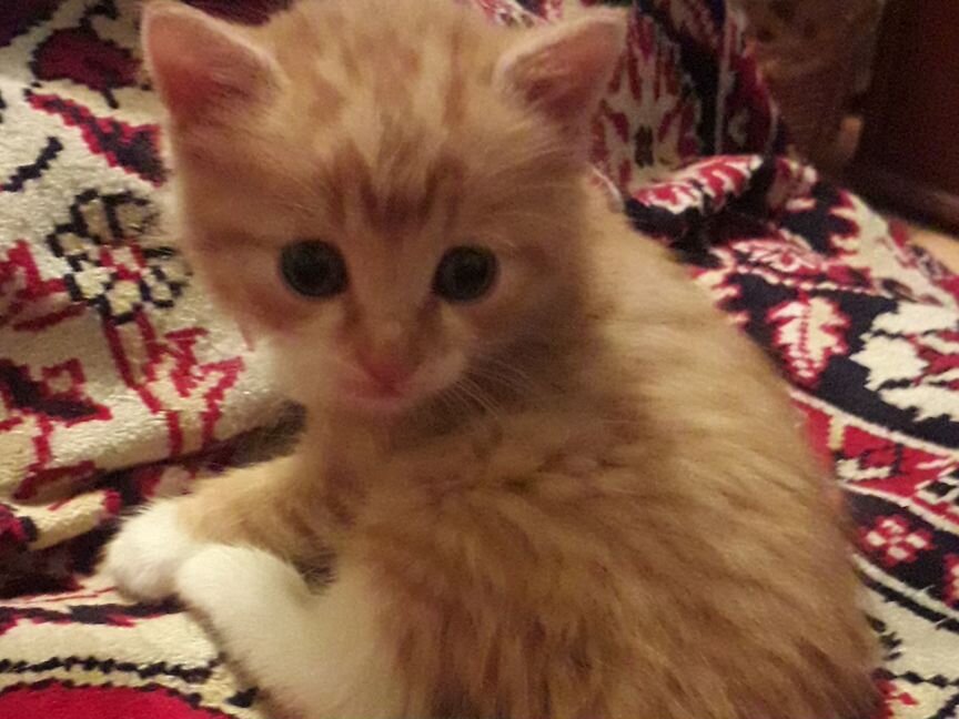Котенок девочка рыжая, ласковая, игрунья