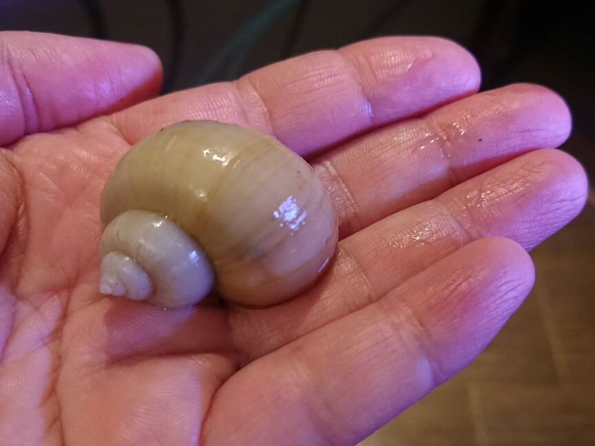 Ампулярия взрослая