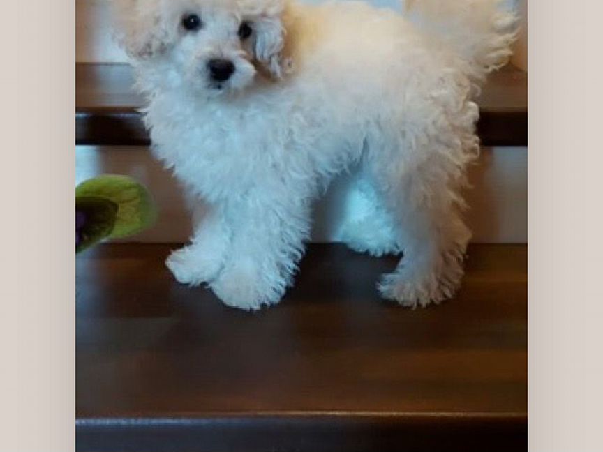 Продам Той-пуделя