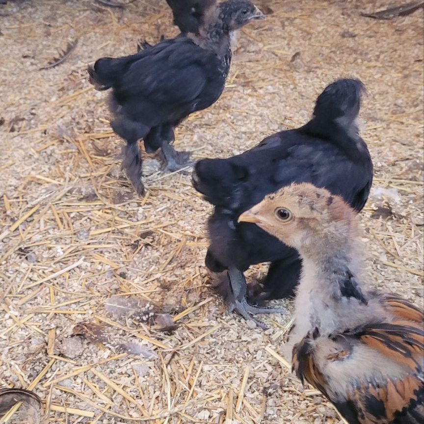 Цыплята подрощенные