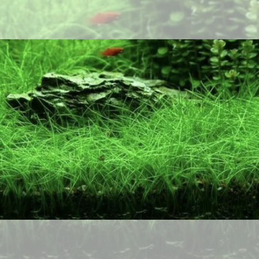 Микро-зелень для аквариума, элеохарис мини