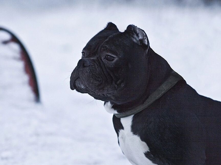 Американский булли вязка