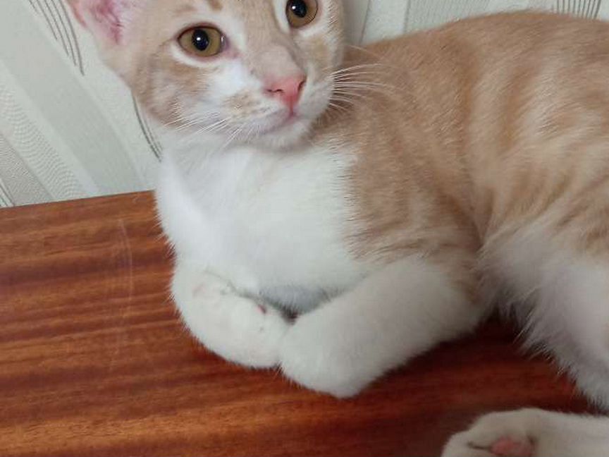 Котик,помесь с чистокровным ориенталом