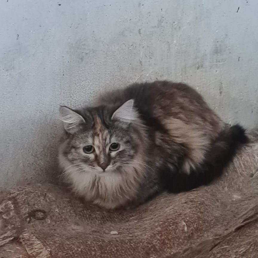 Помогите спасти кошек