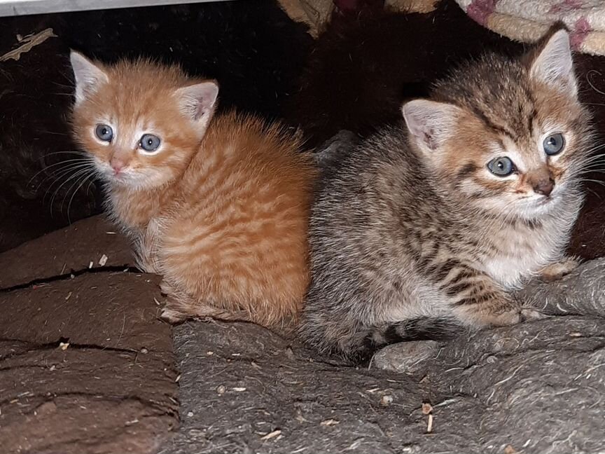 Котята в добрые руки бесплатно