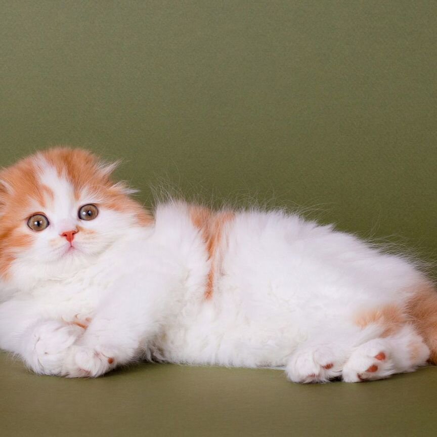 Котята Хайленд