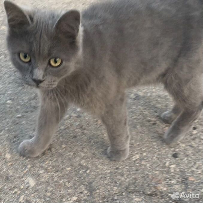 Котик ищем дом, бесплатно в добрые руки