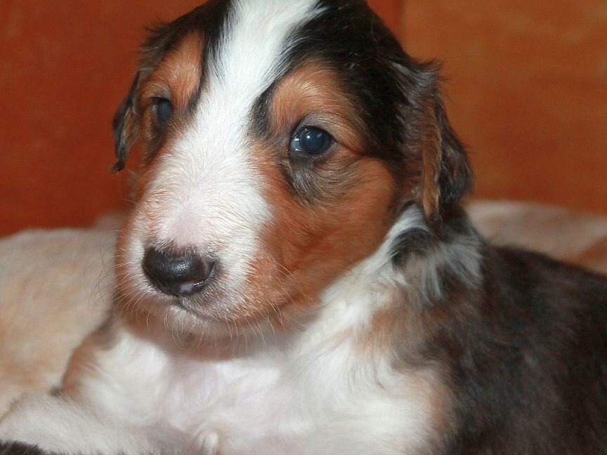 Мальчик борзой