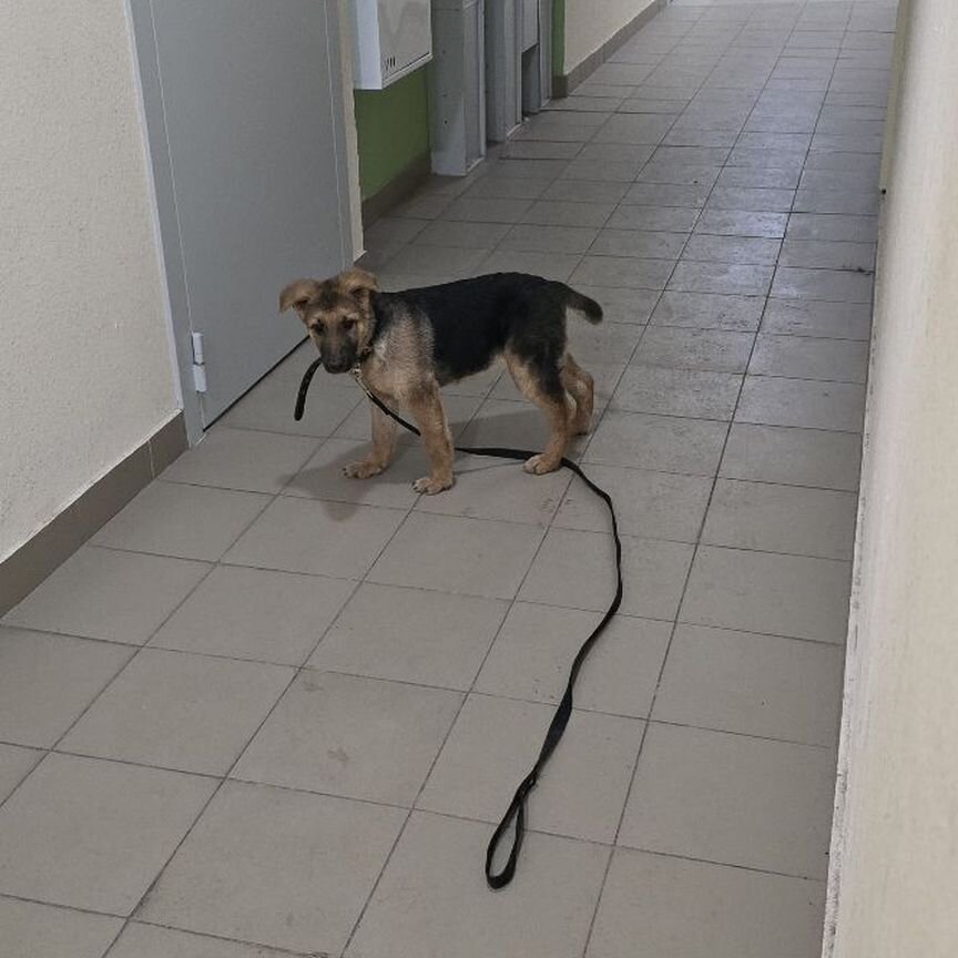 Немецкая овчарка