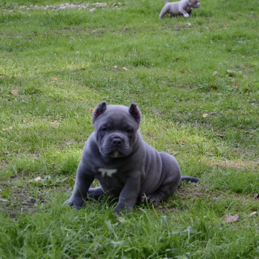 Американский булли Топ