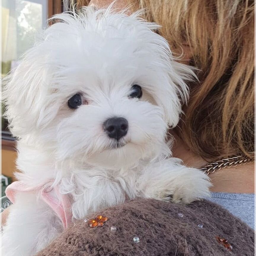 Мальтийская болонка, щенок