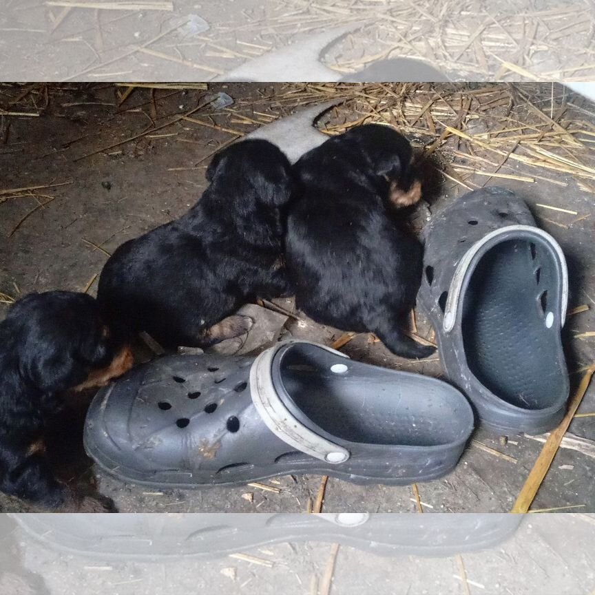 Немецкий охотничий терьер, щенок