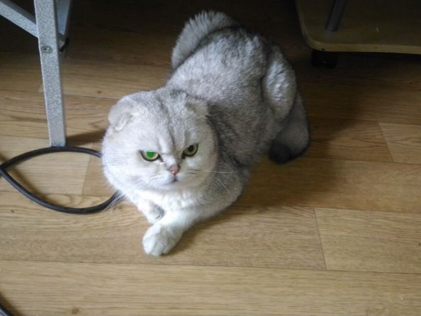 Чистокровный шотландец Том (мальчик)